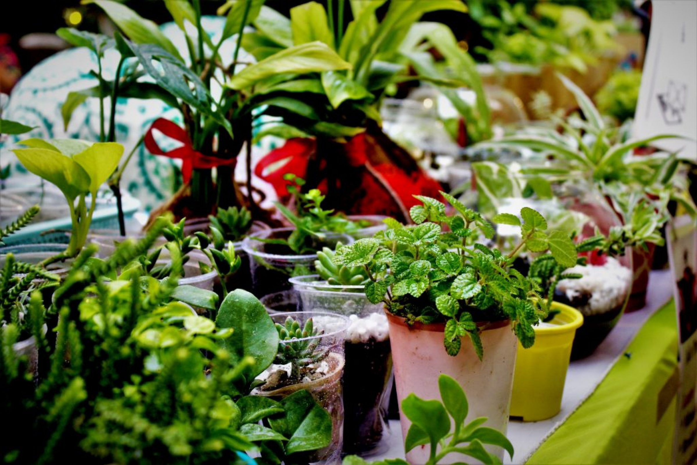 Most Beautiful Indoor Plants To Consider • Home Tips